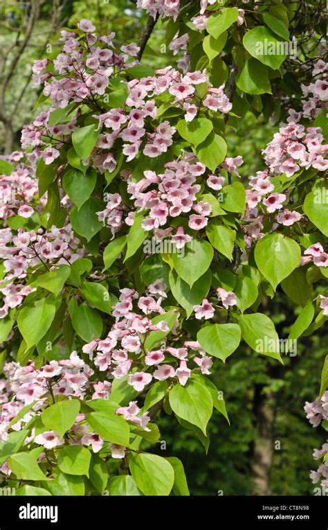 Manchurian Catalpa Catalpa Bungei Stockfotografie Alamy