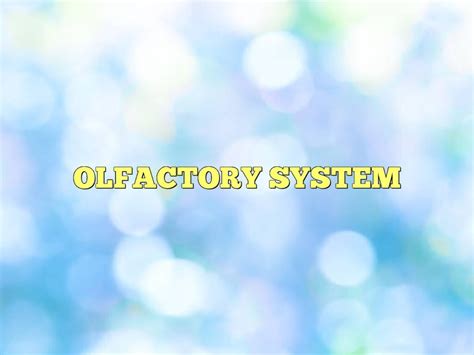 Olfactory System Definition And Meaning