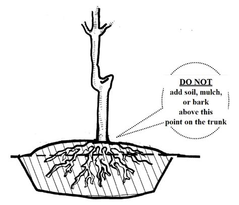Bare Root Planting Guide Urban Tree Farm Nursery
