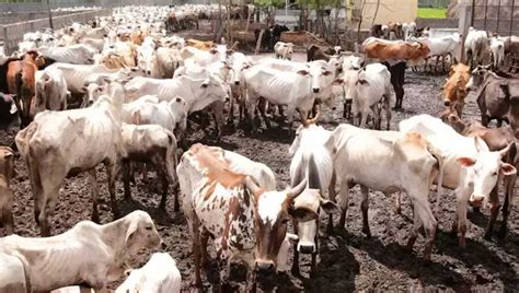 ගවයන් නිසා පශු වෛද්‍යවරුන් හා Phiලා මත ගැටුමක…