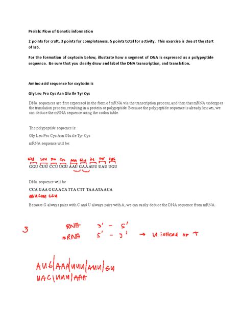 Lab DNA M RNA And Polypeptide Prelab Prelab Flow Of Genetic Information Points For Craft