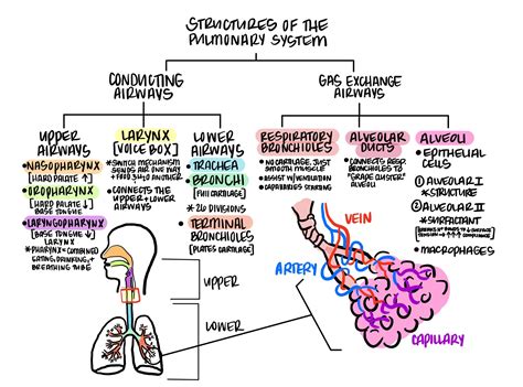 Pulmonary Review And Obstructive Restrictive Disorders Etsy