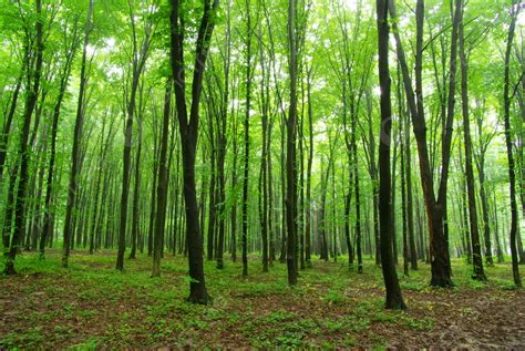 Green Forest Forest Leaf Green Photo Background And Picture For Free