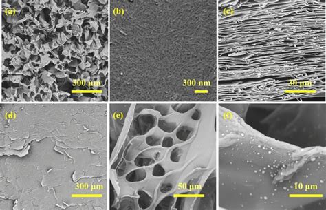 Sem Images Showing The Highly Porous Structure Of A Cnf Cryogel At Download Scientific Diagram