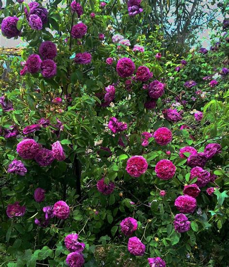 Photo Of The Entire Plant Of Gallica Rose Rosa Charles De Mills