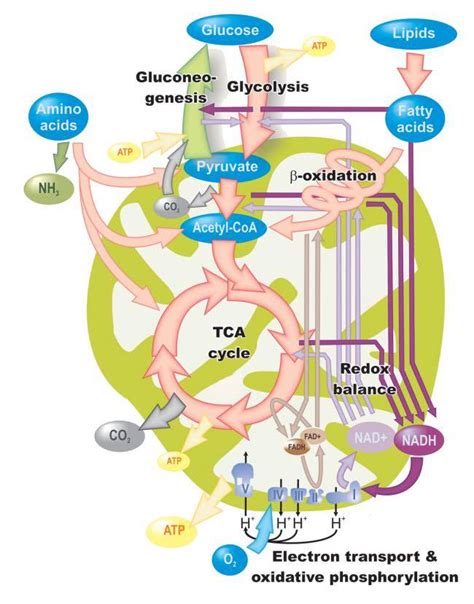 Metabolismo Celular Anabolismo Y Catabolismo ¿como Influyen En El
