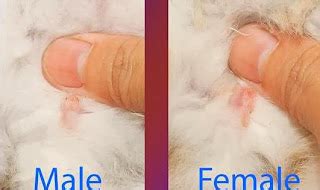 Advice For Purchase Rabbit Part