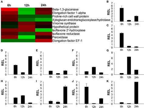 Verification Of Microarray Results By Quantitative Real Time Rt Pcr Download Scientific