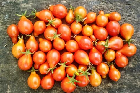 Томат Кисть красных груш - маленькие, красные, грушевидные плоды