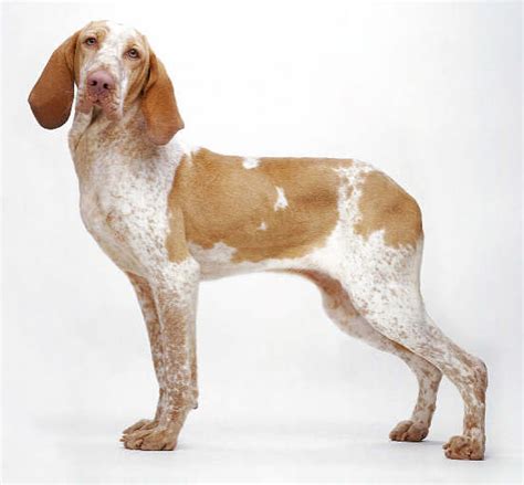 指示猎犬图册 360百科