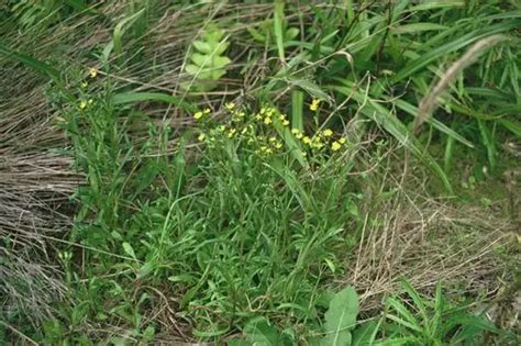 Senecio Marotiri Picturethis