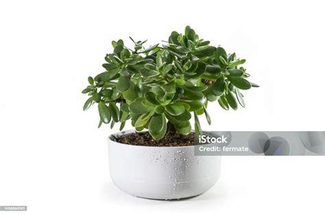 돈 나무 흰색 배경에 작은 그림자로 격리 된 넓은 세라믹 화분에 장식용 관엽 식물로 화분에 심은 두꺼운 잎을 가진 즙이 많은 식물 복사 공간 실내용 화초에 대한 스톡 사진