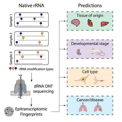 Nanopore Direct Rna Sequencing Reveals Unique Molecular Fingerprints For Early Cancer Detection
