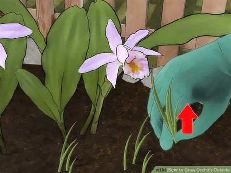 How To Grow Orchids Outside Steps With Pictures WikiHow