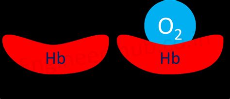 Oxygenated Hemoglobin Vs Deoxygenated Hemoglobin