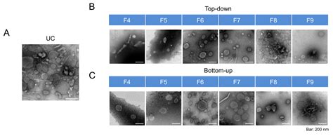 Video Author Spotlight Accelerating Research On Bacterial Extracellular Vesicles Separation