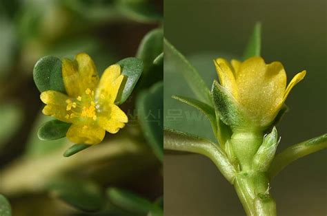 과이름순사행 쇠비름