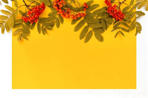 배경을위한 가을 구성 사진 프레임 산 재는 황백색 배경에 나뭇 가지입니다 추수 감사절의 개념 레이아웃 평면 레이아웃 상단보기 복사 공간 0명에 대한 스톡 사진 및 기타