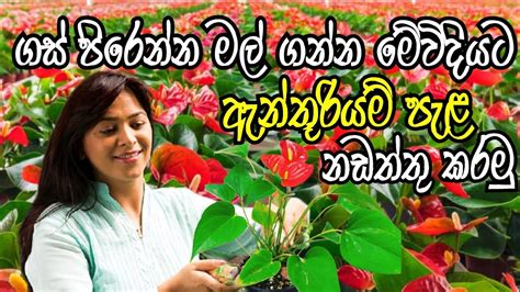 ඇන්තූරියම් ගස් පිරෙන්න මල් හදාගන්න ඇන්තූරියම් මේ විදියට නඩත්තු කරමුද Youtube