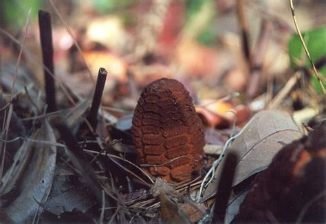 Florida Nature Zamia Pumila Florida Arrowroot