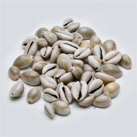 Shellkrafts Natural Cowry Sea Shell At ₹ 299 Kg In New Delhi Id 2854745270333