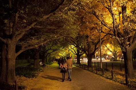 夜のイチョウ並木 GANREF