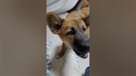 귀염둥이들 간식으로 한우허파육포 맛있게 먹는 풀영상입니다♡즐감하시고요 감사합니다~~ Youtube