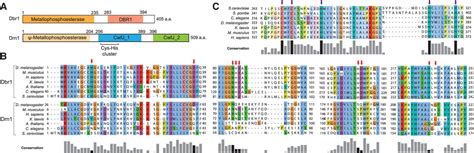 A Homolog Of Lariat Debranching Enzyme Modulates Turnover Of Branched Rna