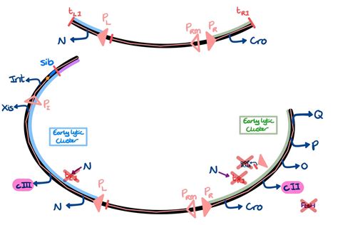 Phage Lambda Genetic Switch Biology Thoughts