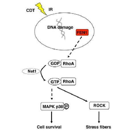 Rhoa Protein Protein Interaction Network The Rhoa Proteinprotein