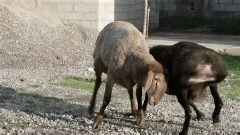 भेड़ की ये नस्ल इस देश के लिए इतनी फ़ायदेमंद कैसे साबित हुई Bbc News