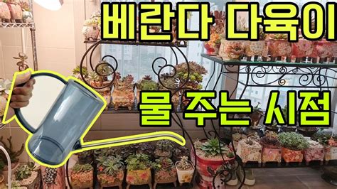 베란다 다육이들 물 주는 시점 입니다 코코다육 Youtube