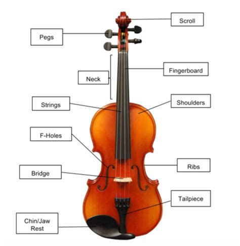 String Instrument Anatomy Flashcards Quizlet