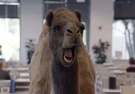 Find Out Who Voices The Geico Camel In The ‘hump Day Commercial Video