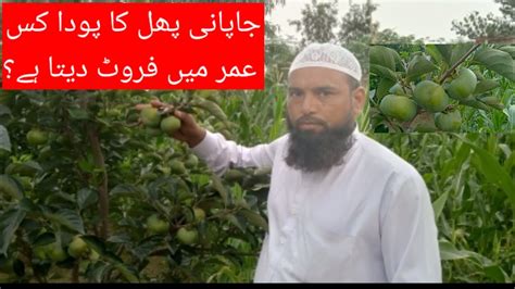 جاپانی پھل کا پودا اور اس کے اوپر لگا ہوا پھل Youtube