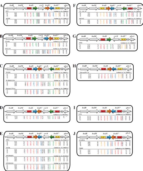 Schematic Showing Dna Coding Sequences For All Genes In 18 Type I R M Download Scientific