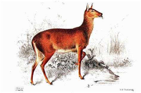 Water Deer Taxonomy Discovery And Naming Wildlife Online