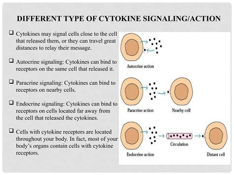 Cytokines Introduction Properties And Its Functions Pptx