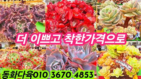 동화다육💗착하고예쁘당백카라철화클레오파트라마제스타엔젤윙핑크여왕블루컬스샤올렌시스금베르사르크금애프터글로우🌸24329korean Succulents