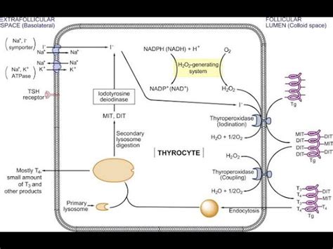 Thyroid Hormone Synthesis