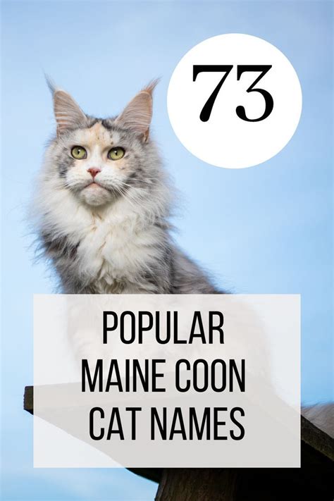 Best Names For A Maine Coon Cat At Garry Beckwith Blog