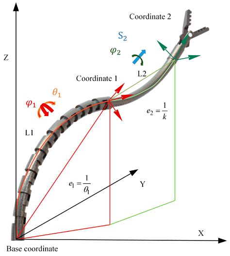 Design And Modeling Of A Bio Inspired Compound Continuum Robot For Minimally Invasive Surgery