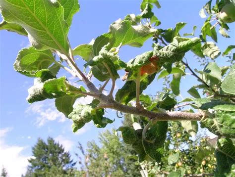 Як діяти якщо скручується листя яблуні Читайте на Ukr Net