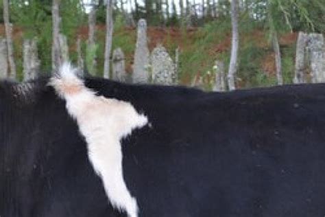 Datasets Livestock Data For Decisions