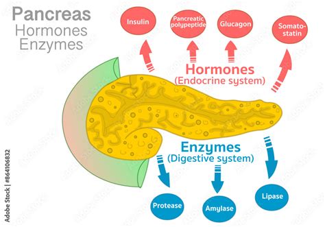 Pancreas Function Hormones Enzymes Hormones Pancreatic Polypeptide Somatostatin Insulin