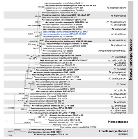 phylogenetic tree generated from maximum likelihood ml analysis based