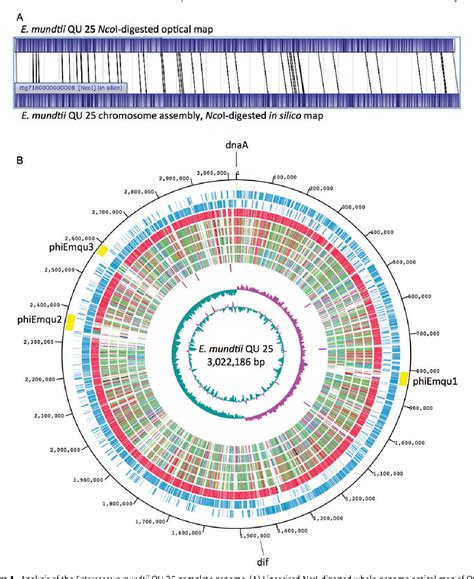 Figure 1 From Complete Genome Sequence Of Enterococcus Mundtii Qu 25