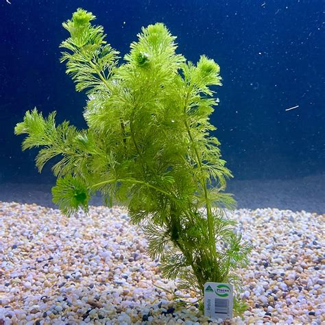 Ambulia Bunch Aquarium Plants For Sale Online Au