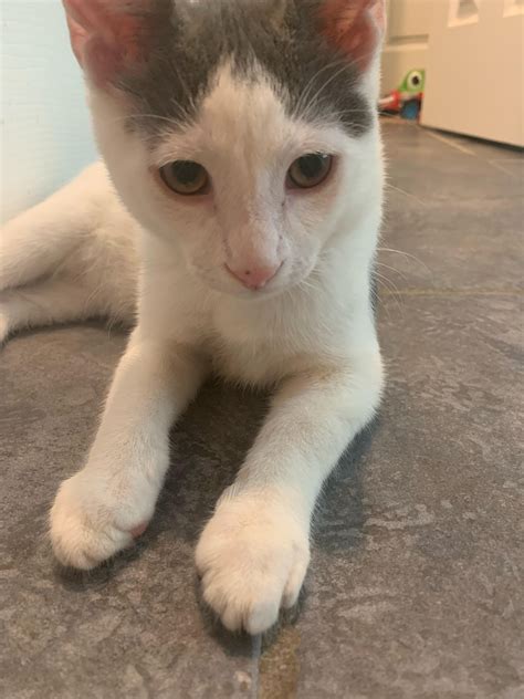 I Made My Kitty 3 R Picrew