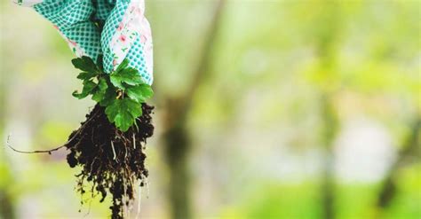 How To Prevent Weeds In Your Garden And How To Stop Them Once They Start